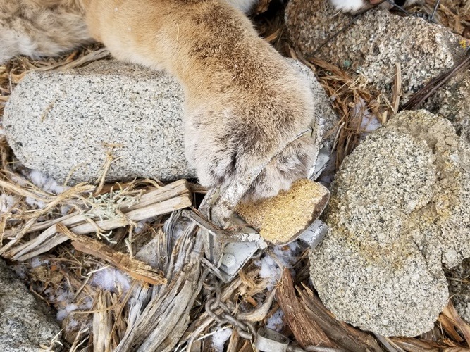 Mt Lion Trap Injury Pics – Nevada WildLife Alliance