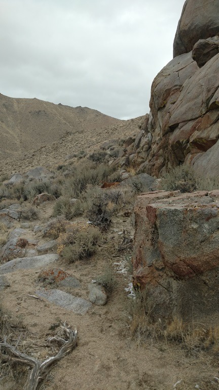 Mt Lion Trap Injury Pics – Nevada WildLife Alliance