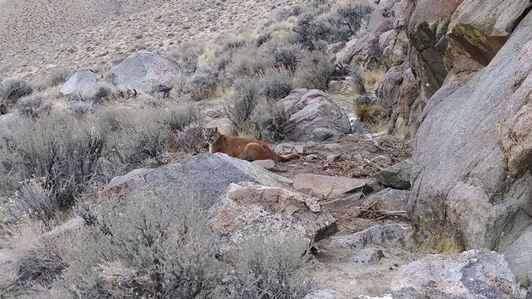 Mt Lion Trap Injury Pics – Nevada WildLife Alliance